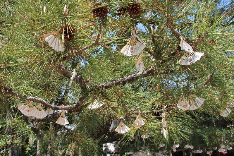 Pine Tree and Wishes in Amanohashidate (japan) Stock Photo - Image of ...