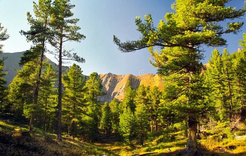 A Large Conifer Tree Called a Norfolk Island Pine Stock Image - Image ...