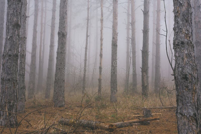 Pine Tree Woods with Mist stock image. Image of leaf - 107422249