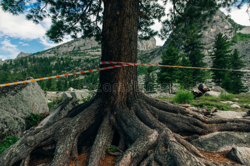 435 Caution Tape Tree Stock Photos - Free & Royalty-Free Stock Photos ...