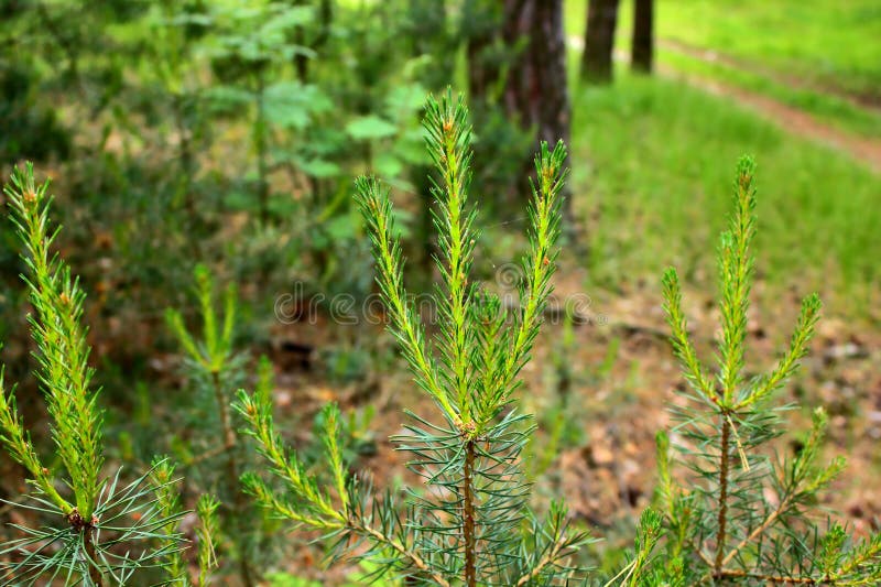Pine Tree with Young Green Sprouts with Cone in the Coniferous Forest ...