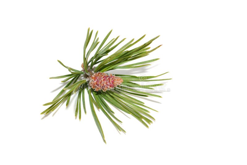 Pine Tree Young Red Cone and Branch Stock Photo - Image of branch ...