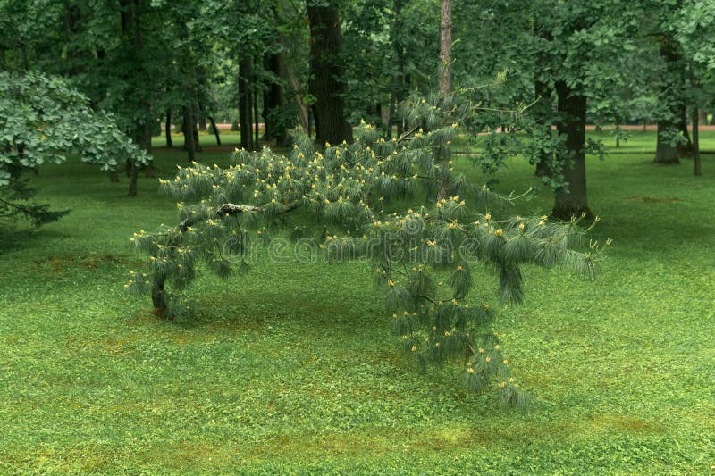 Pine Tree with Young Twigs in the Park Stock Photo - Image of pine ...