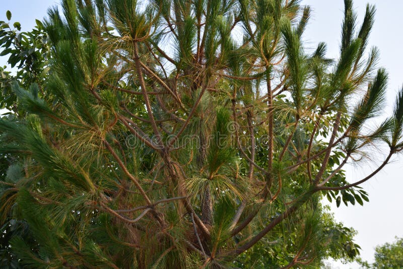 Pine Tree Conifer Has Its Spiky Beauty Stock Image - Image of botanical ...