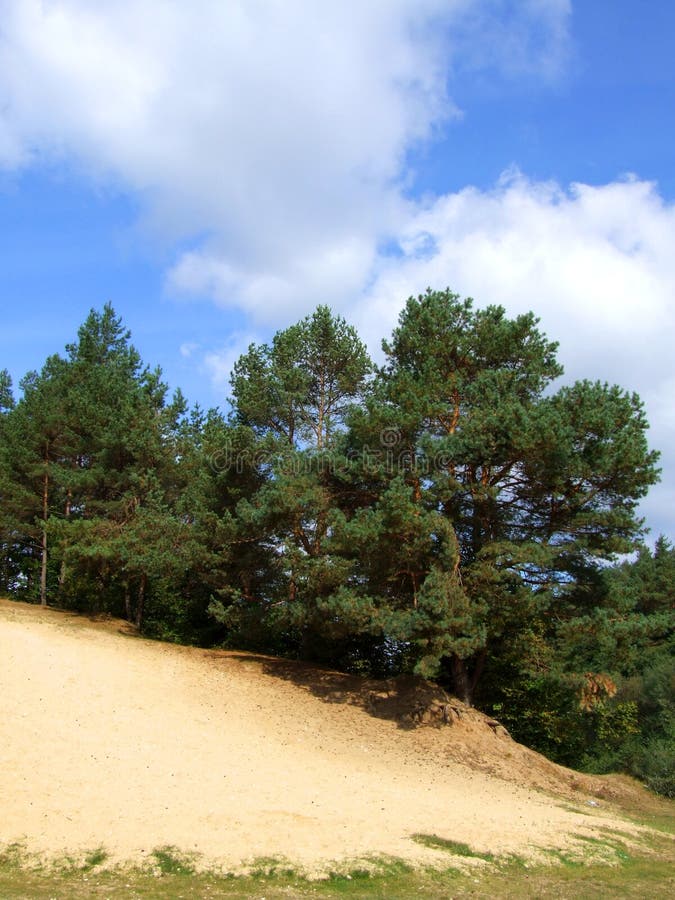 Pine trees stock photo. Image of scenics, landscape, green - 11210078