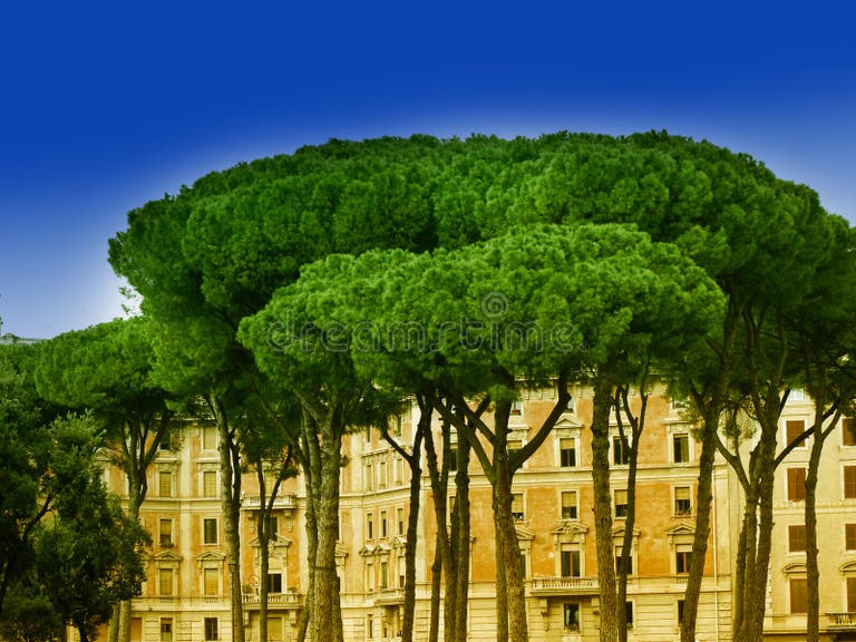 Pine trees stock image. Image of symmetrical, crown, tall - 13440347