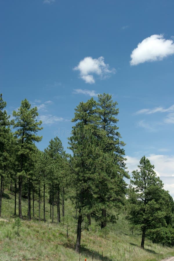 Pine trees stock image. Image of trip, touristic, tree - 1512137