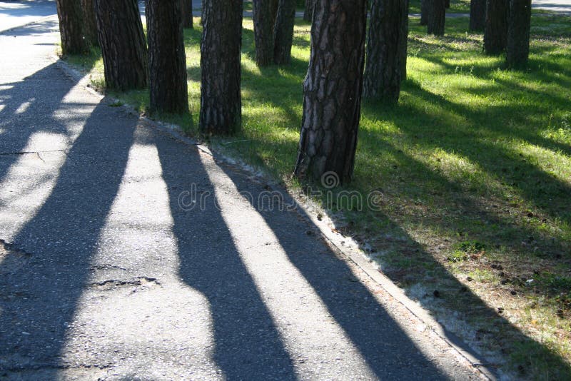 Pine trees stock photo. Image of sunny, shadow, pine, tree - 175646