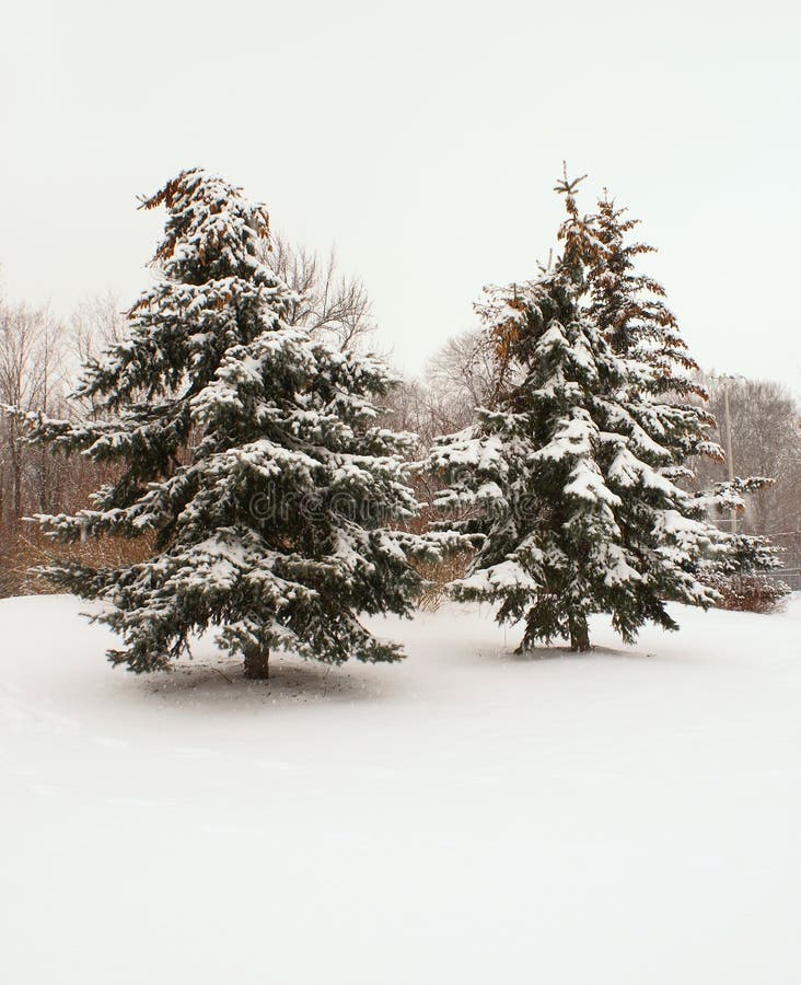 Pine trees stock photo. Image of covered, background, isolated - 2013820