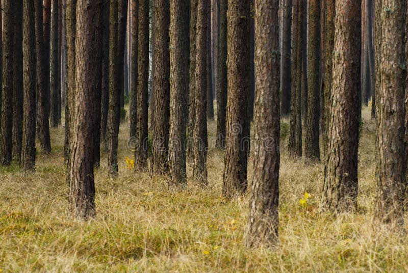 Line of pine trees stock photo. Image of trees, growth - 99420604