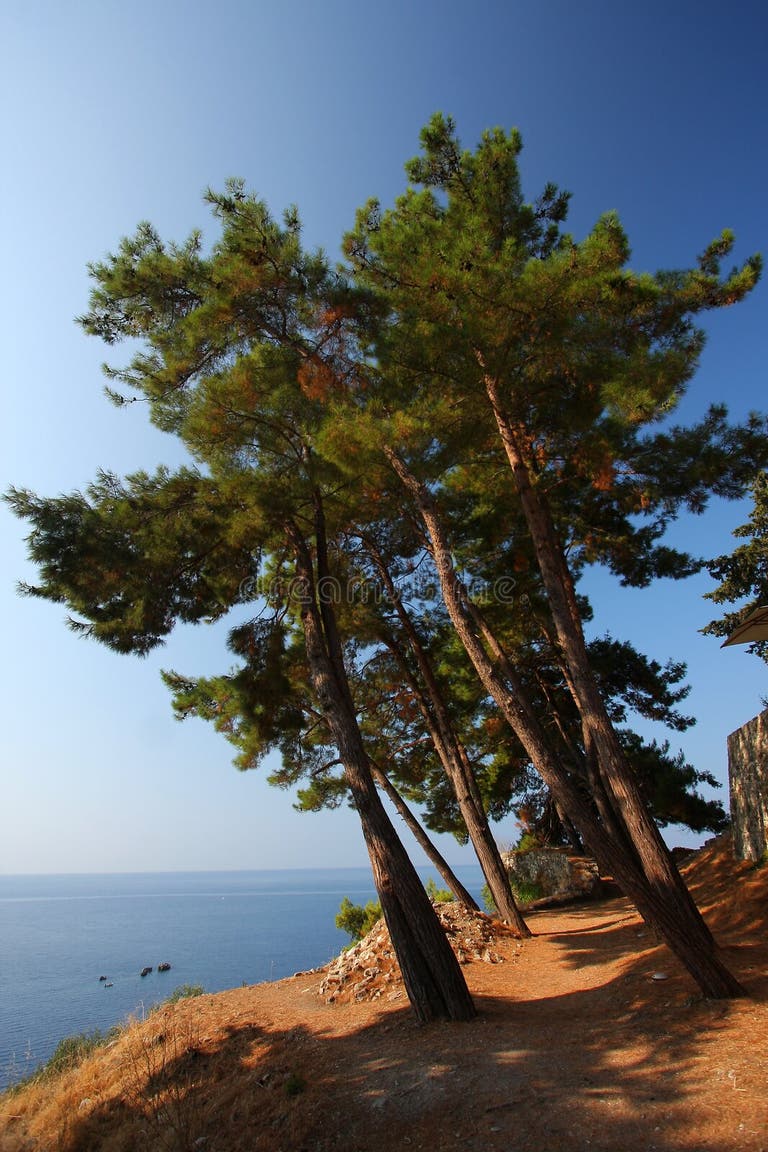 8,595 Soil Pine Trees Stock Photos - Free & Royalty-Free Stock Photos ...