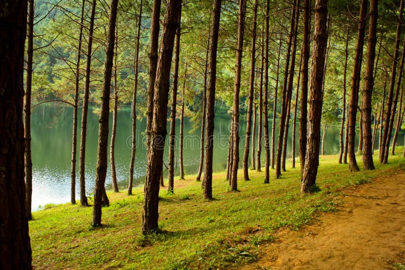 Pine trees stock photo. Image of reservior, tree, light - 23305190