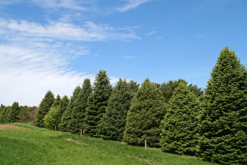 Row of pine trees stock image. Image of pattern, green - 12751429