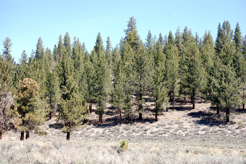 Pine trees stock photo. Image of peace, green, mountain - 6302250