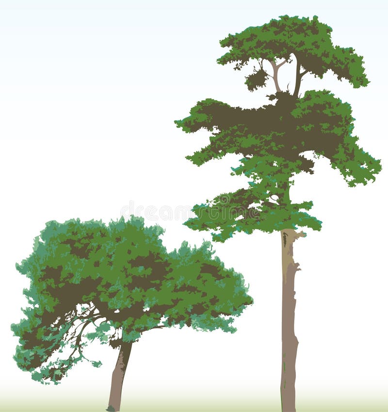 Collection (pine) Vector Trees Stock Vector - Illustration of lawn ...