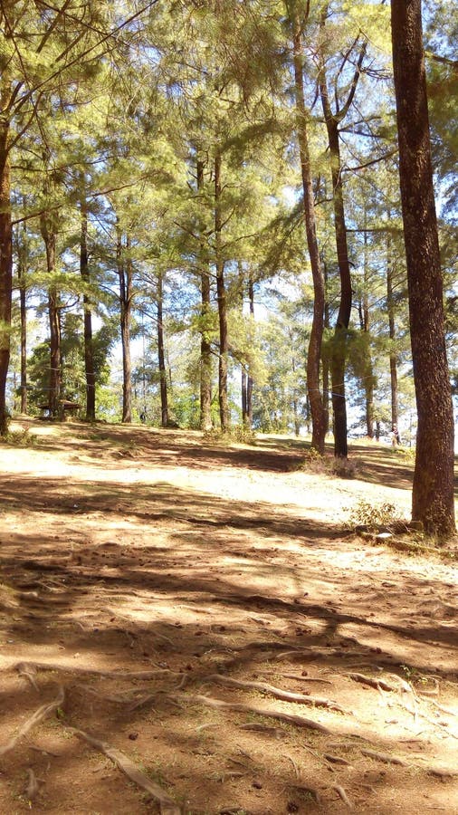 Pine Trees Above the Mountains Feel Cool Stock Image - Image of cool ...