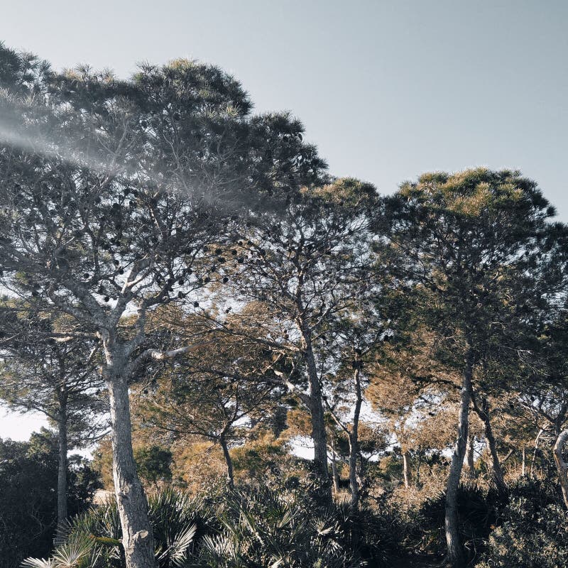 Pine trees - Algeria - stock photo. Image of forest - 210287806