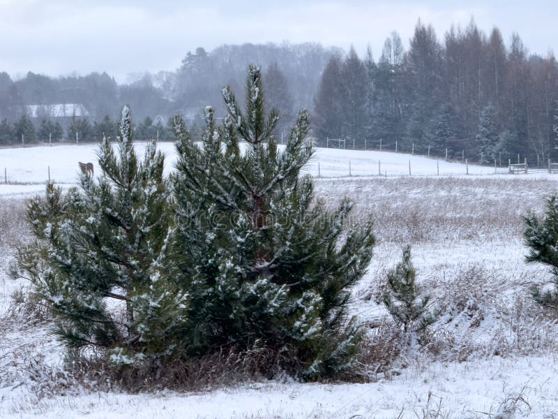 Pine Trees Along a Field Covered in Snow Stock Photo - Image of forest ...