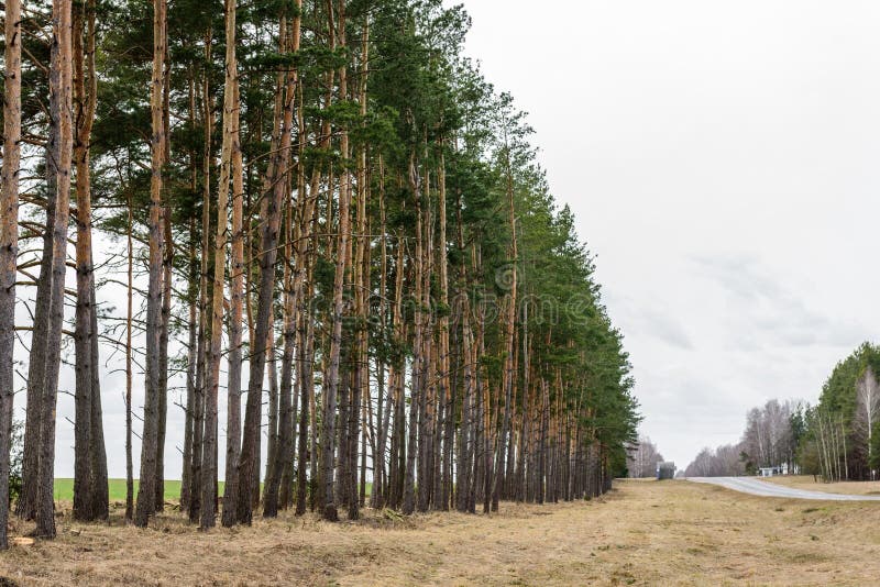 Pine trees along the road. stock image. Image of path - 176638057