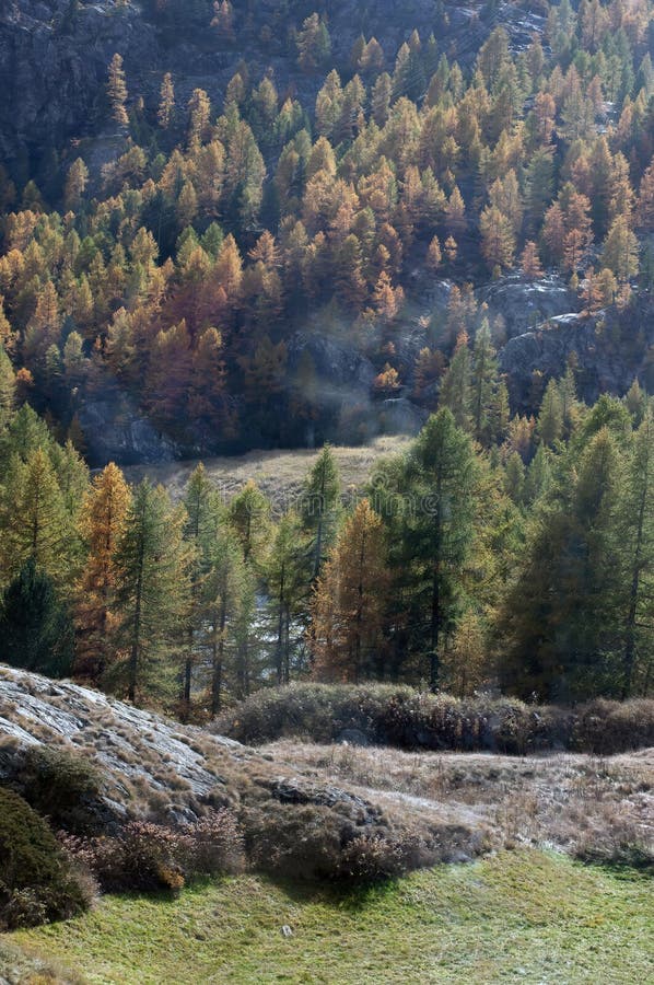 Pine Trees in the Alpine Region Stock Image - Image of outdoor, alpine ...