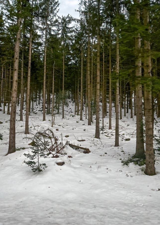 Pine Trees Amidst Snow at Black Forest Stock Image - Image of leaf ...