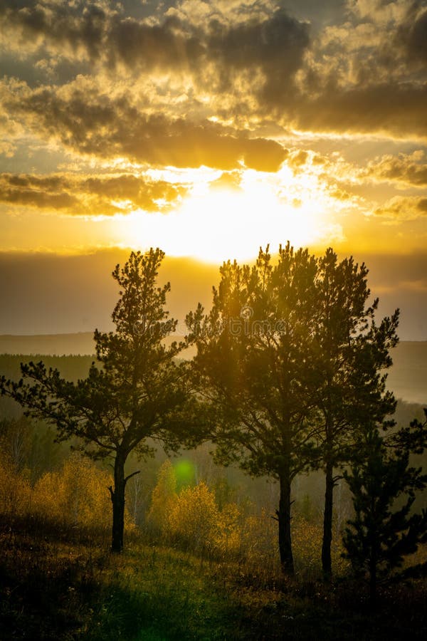 Pine Trees on the Background of a Beautiful Sunset Stock Image - Image ...