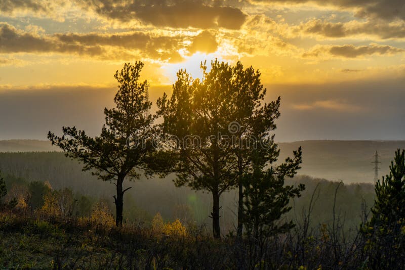 Pine Trees on the Background of a Beautiful Sunset Stock Photo - Image ...