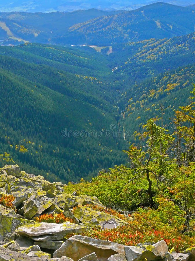 Pine Trees on the Background of the Mountain Landscape Stock Image ...