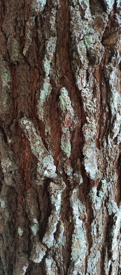 Pine Trees Bark Texture Close Up Stock Image - Image of wood, texture ...