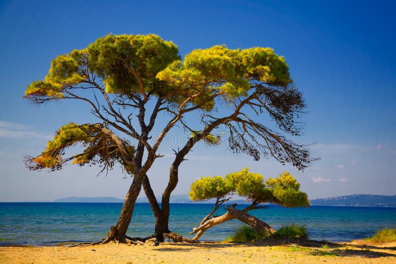 Pine trees by the beach stock image. Image of nature - 27961237