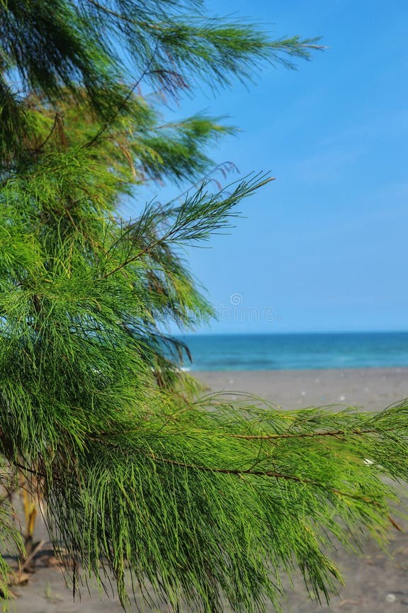 Pine Trees with a Beach Background during the Day Stock Image - Image ...