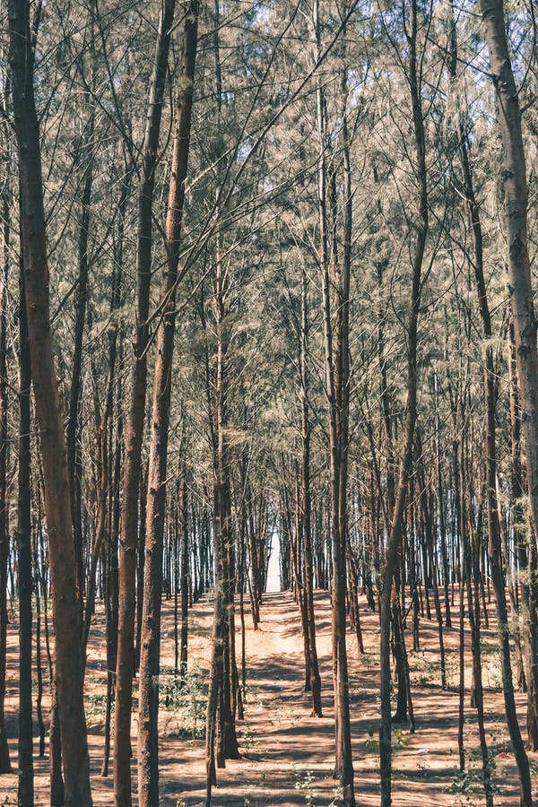 Pine Trees on the Beach stock photo. Image of sand, autumn - 94720360