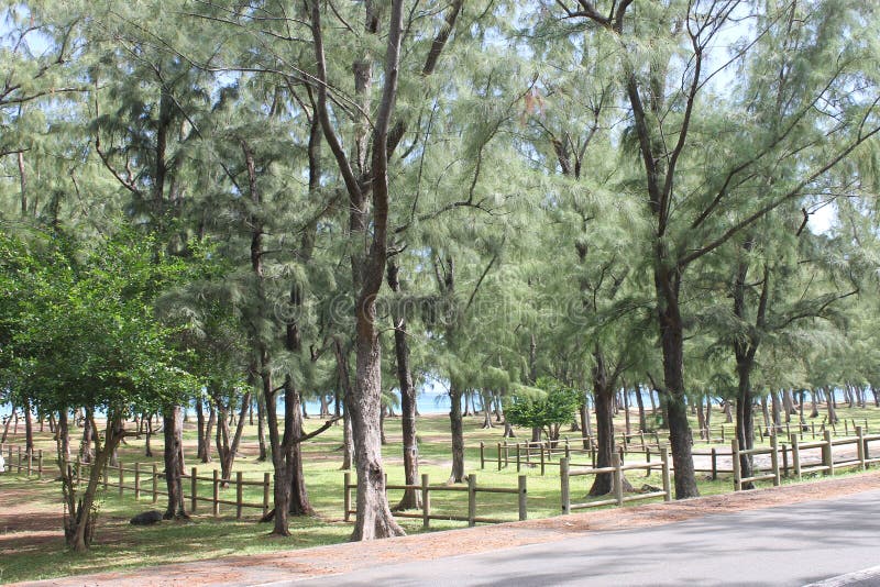 Pine Trees at the Beach, Mauritius Stock Image - Image of beauty ...