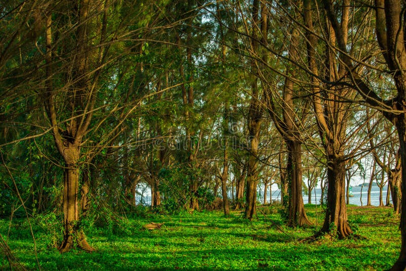 Pine trees by the beach stock image. Image of wonderful - 79351577
