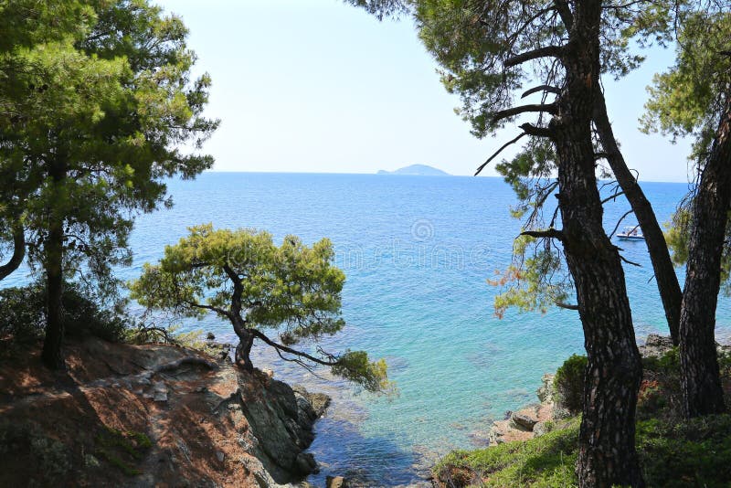 Pine trees on the beach stock image. Image of sithonia - 66345345