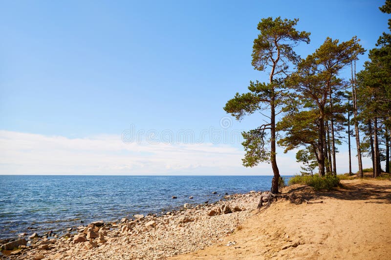 Pine Trees on the Beach on a Sunny Summer Day. Stock Image - Image of ...