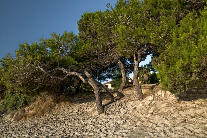 Pine trees on the beach stock image. Image of pine, light - 77739007