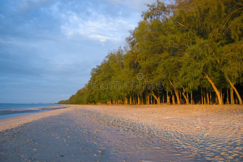 Pine Trees Beach in Thailand Sea Stock Image - Image of tree, beautiful ...