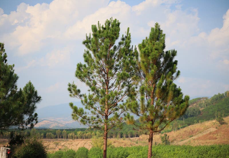 Pine Trees on the Beautiful Landscape Mountains in the Tropical Forest ...