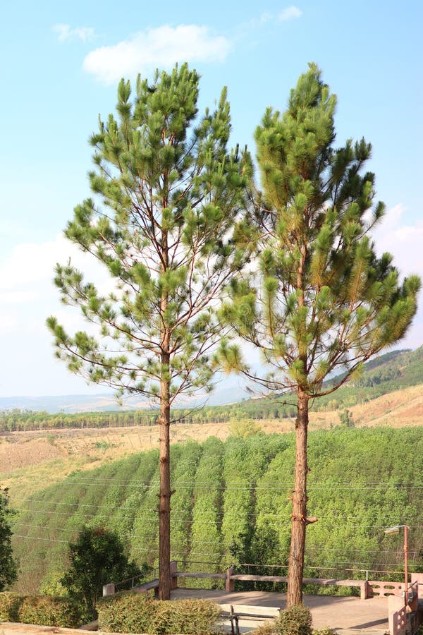 Pine Trees on the Beautiful Landscape Mountains in the Tropical Forest ...