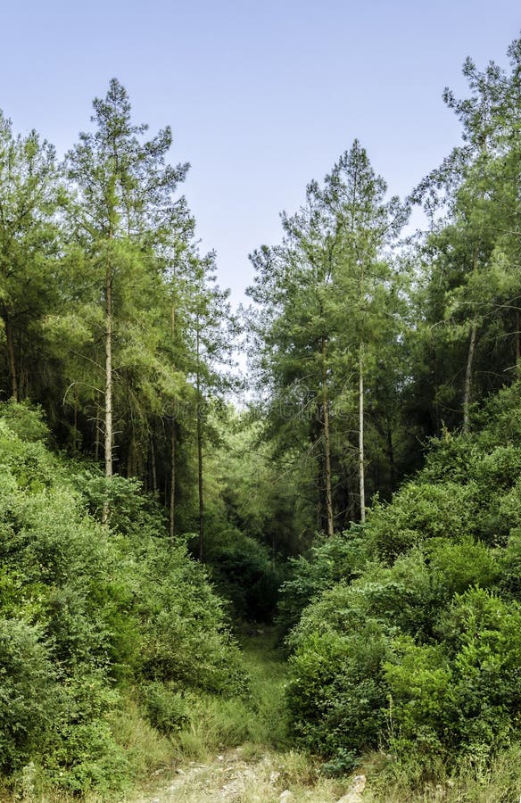 Pine trees stock photo. Image of nature, scene, plant - 33746374