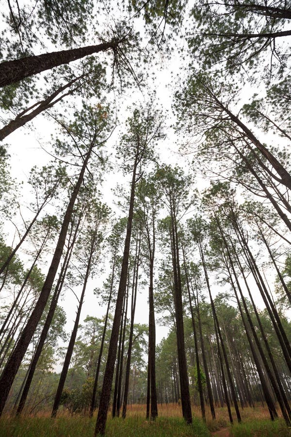 Pine trees from below stock image. Image of foliage - 252890881