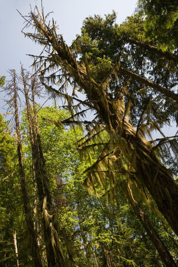 Pine trees from below stock photo. Image of pine, clear - 28493298