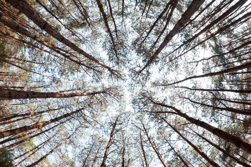 Pine trees from below stock photo. Image of leaf, foliage - 307645990