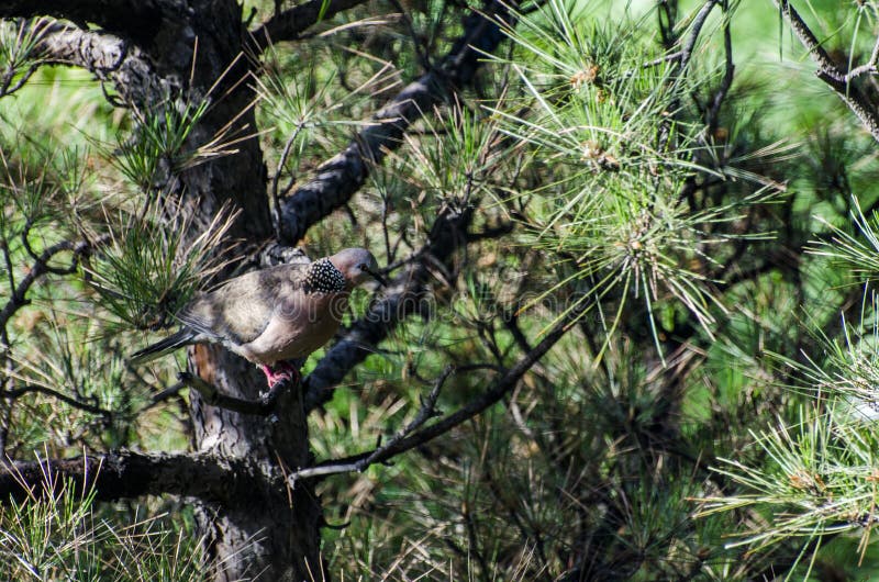 Pine Trees and Bird Under Sunshine Stock Photo - Image of forest ...
