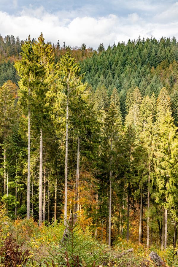 Pine Trees in Black Forest Around Forbach Village Stock Image - Image ...