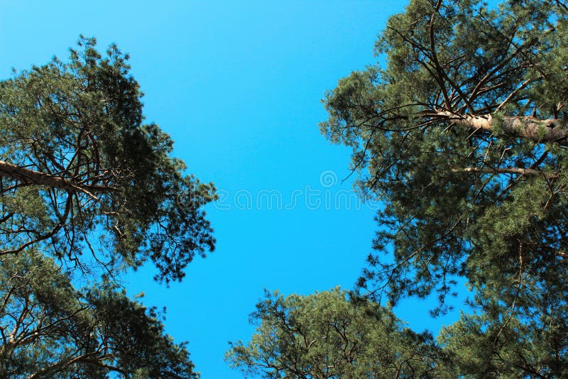 Pine Trees on Blue Sky Background Stock Image - Image of light, outdoor ...