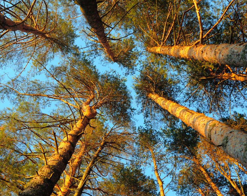 Eucalyptus Trees stock photo. Image of hills, beauty - 23303650