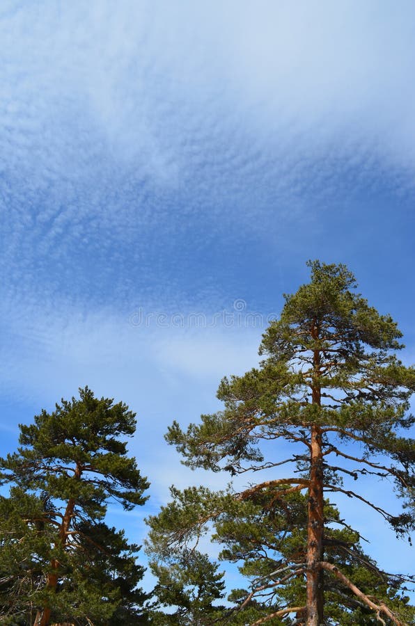 Pine Trees with Blue Sky and Cloud Stock Image - Image of conifer ...