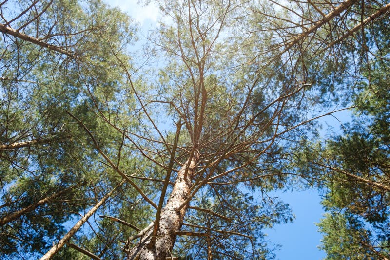 Pine Trees and Blue Sky - Looking Up Inside Forest Stock Photo - Image ...